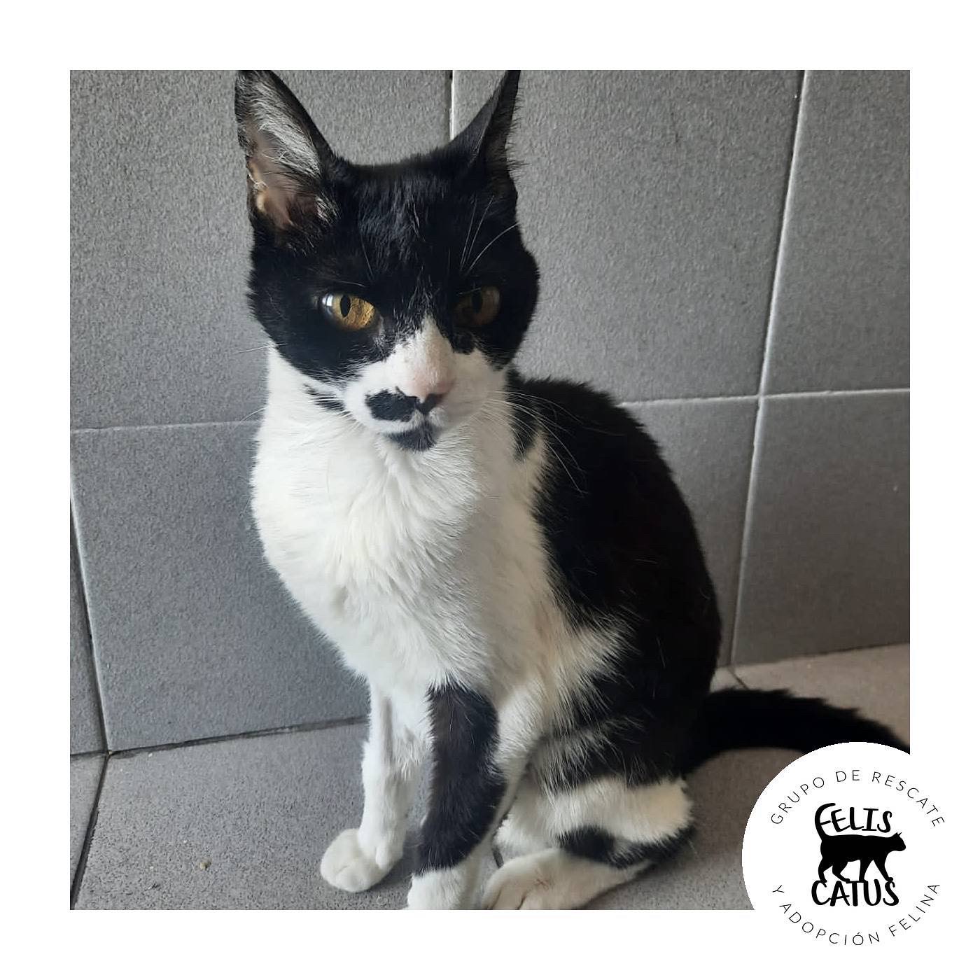 Felis Catus | Rescate y adopción de felinos