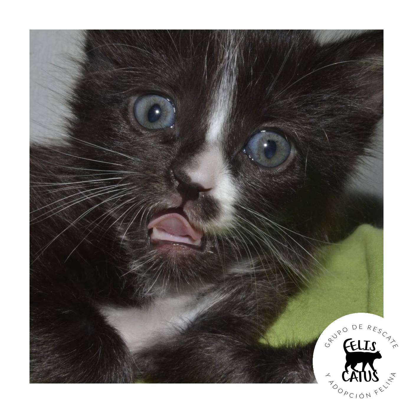 Felis Catus | Rescate y adopción de felinos